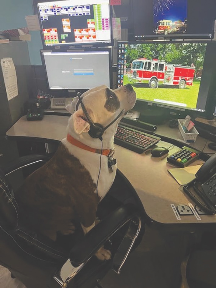 Sir Reggie: Foster dog thriving as part of 911 Center family - Morgan ...
